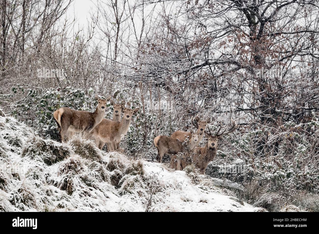 Cerf sous la neige Banque de photographies et d’images à haute ...