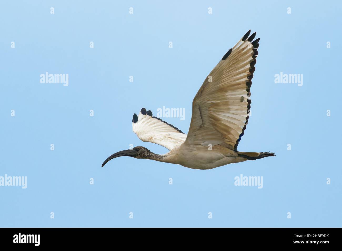 Ibis sacré africain - Threskiornis aethiopicus volant oiseau noir et ...