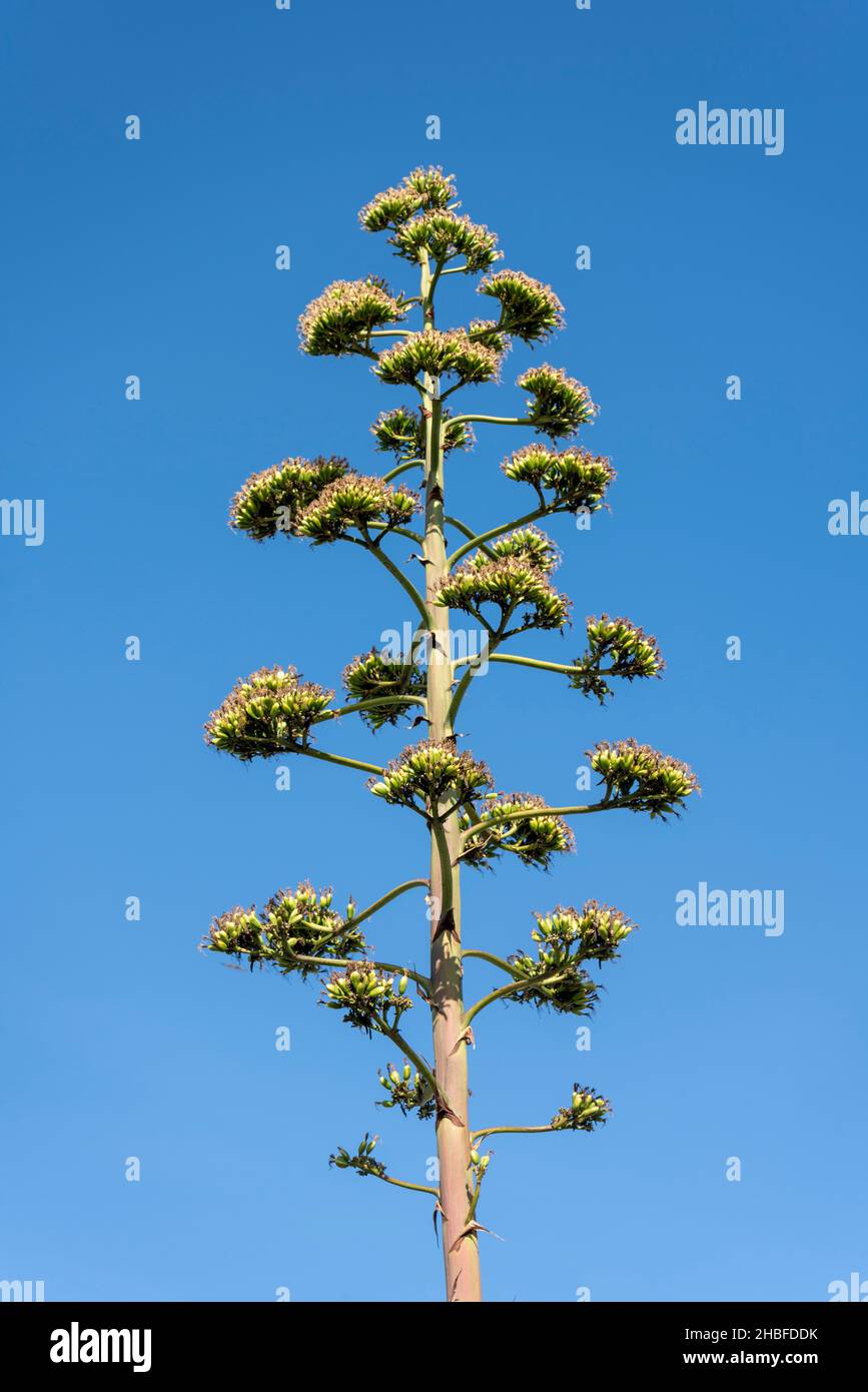 Agave americana inflorescence Banque de photographies et d’images à ...