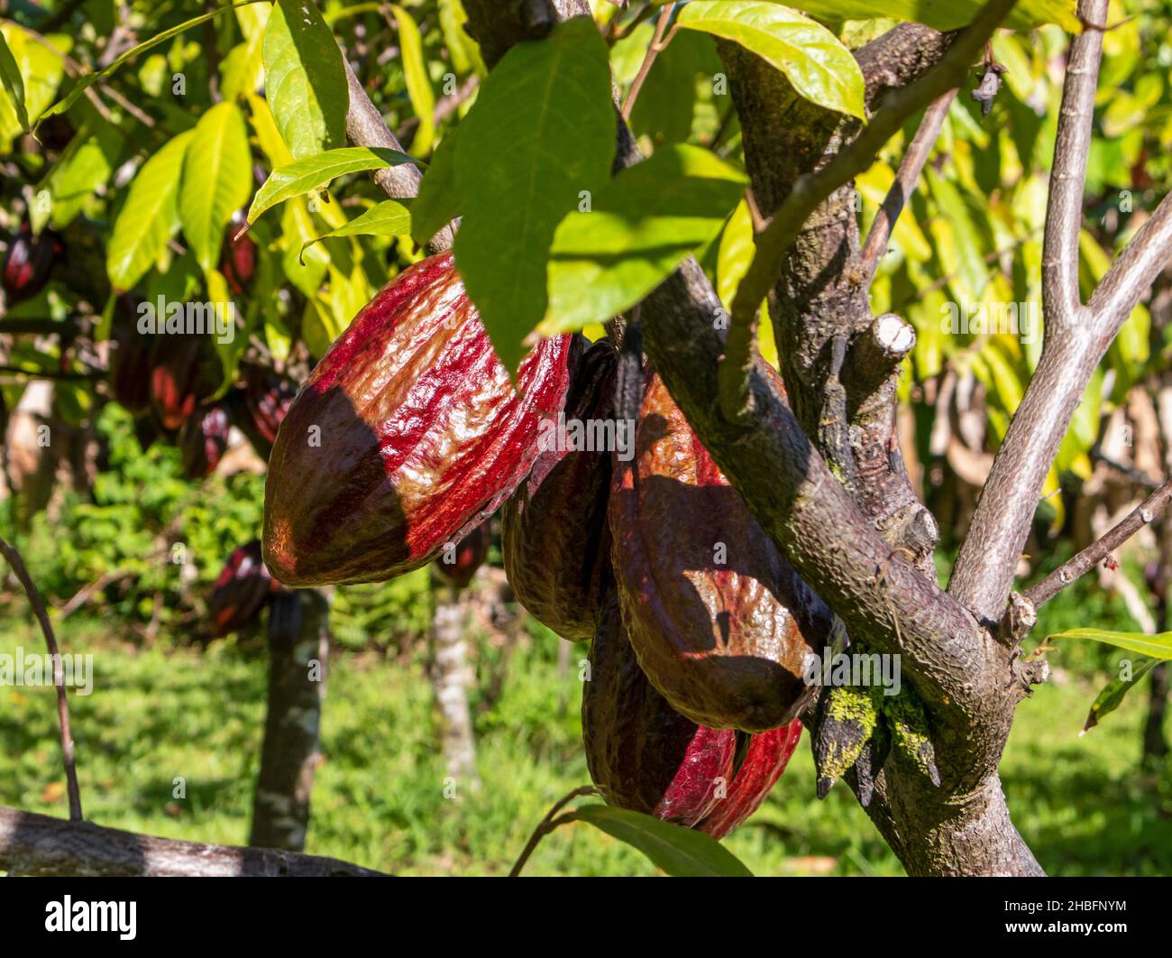 Cacaoyer fruit et fleur Banque de photographies et d’images à haute ...