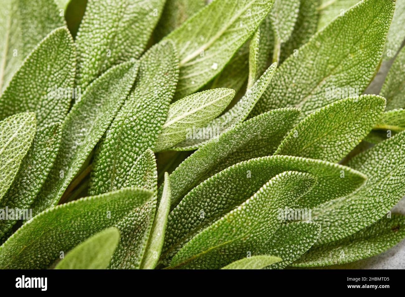 Sauge de feuilles vertes fraîches.Herbe sauge texture résumé arrière ...