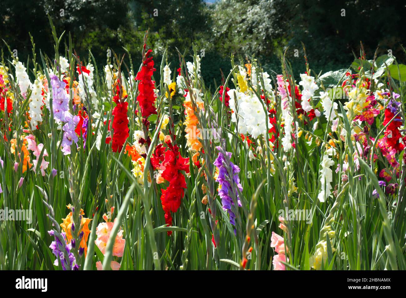 Gros plan sur un magnifique champ de fleurs colorées.Champs pour la ...