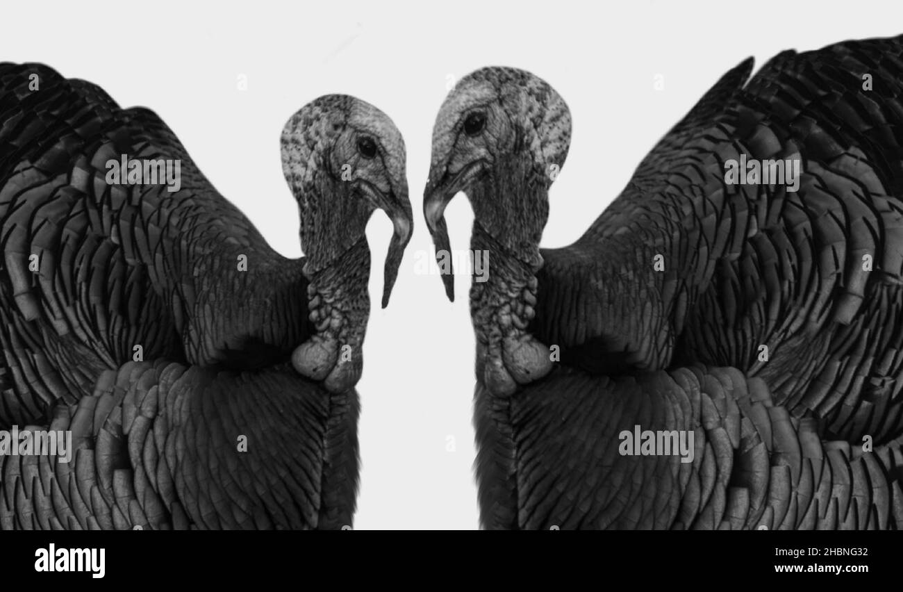 Oiseaux sur fond blanc Banque de photographies et d’images à haute ...