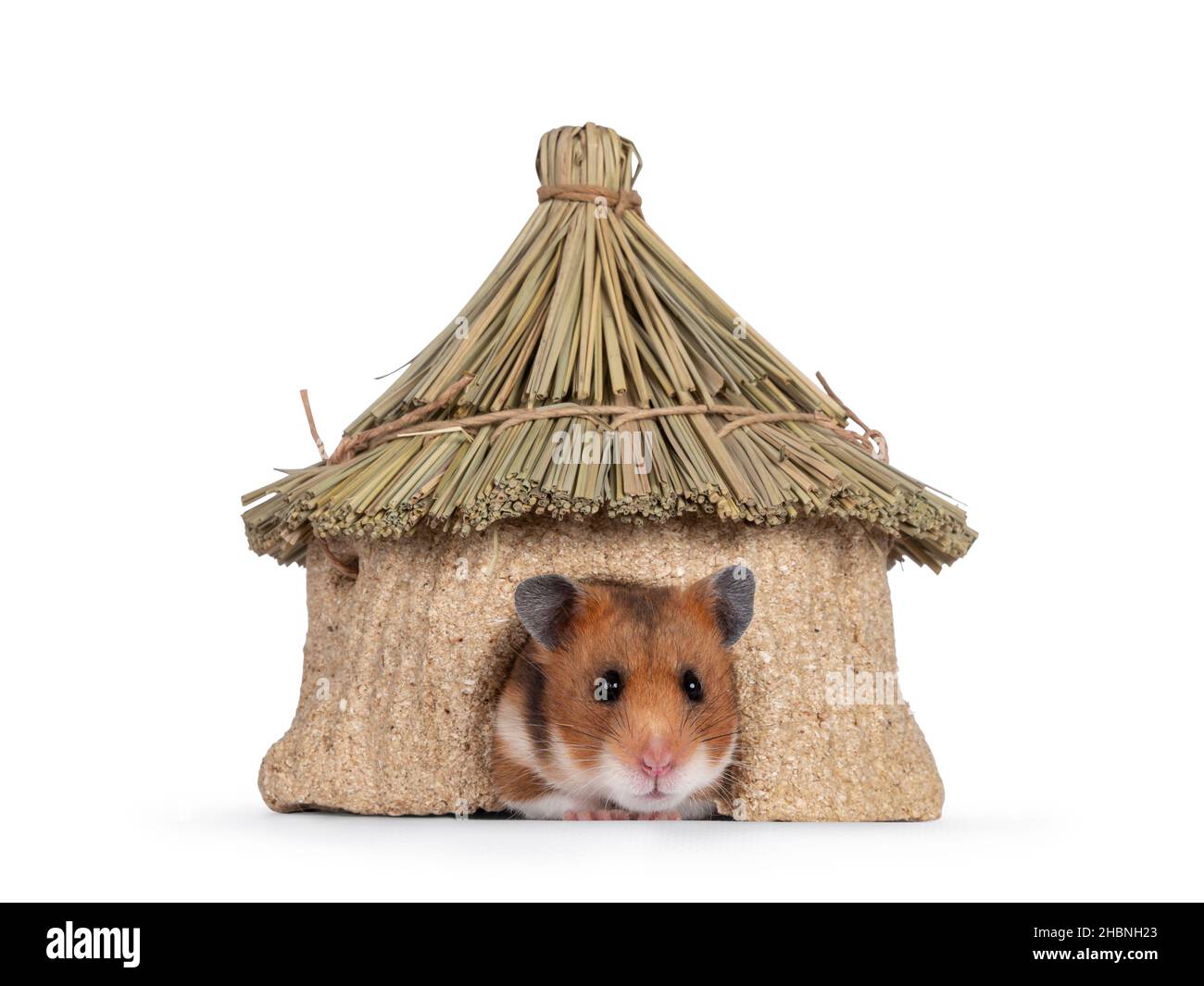 Joli hamster syrien ou doré, assis dans une maison de décoration ...