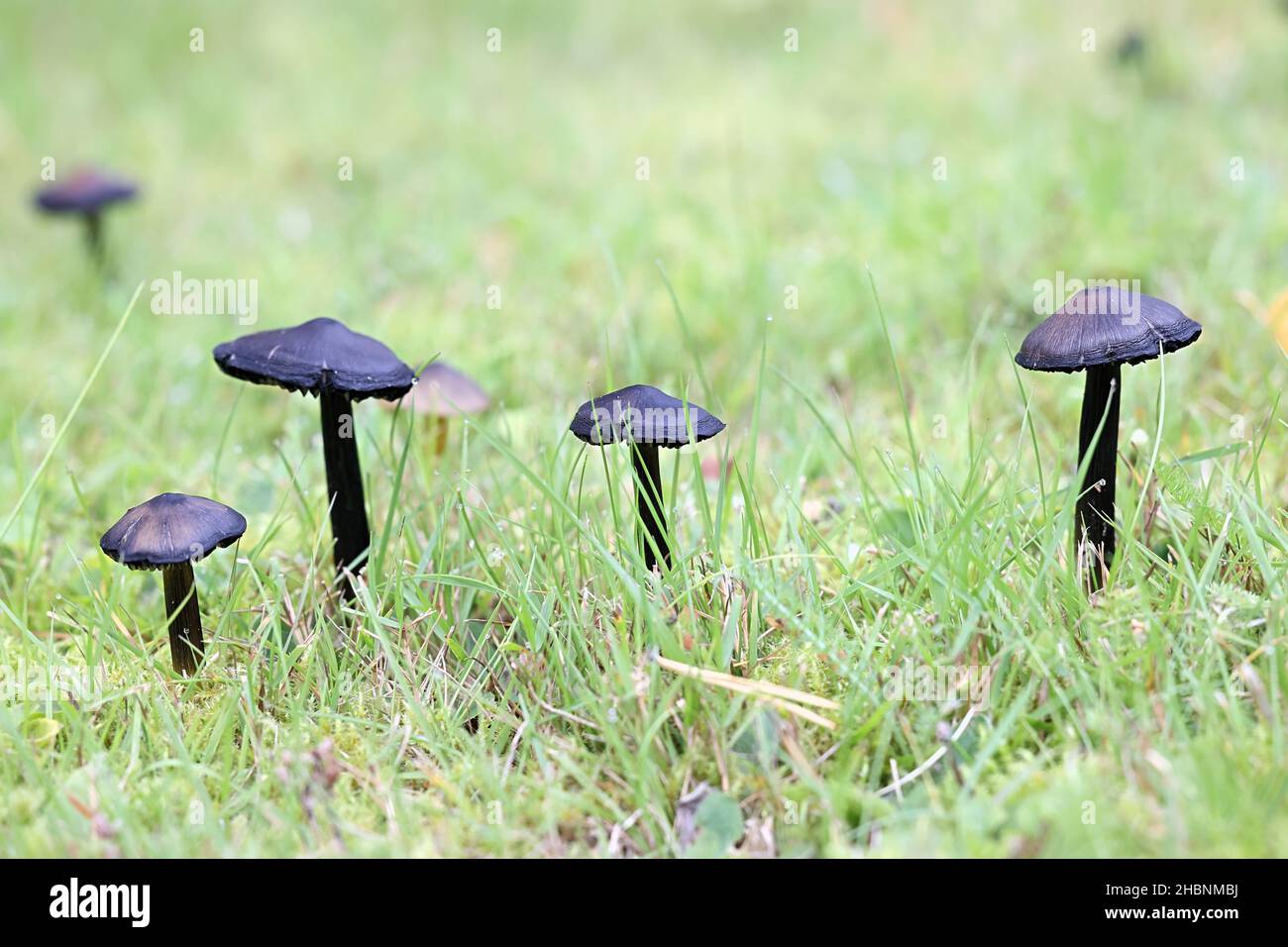 Bouchon conique en cire ou hygrocybe conique Banque de photographies et ...
