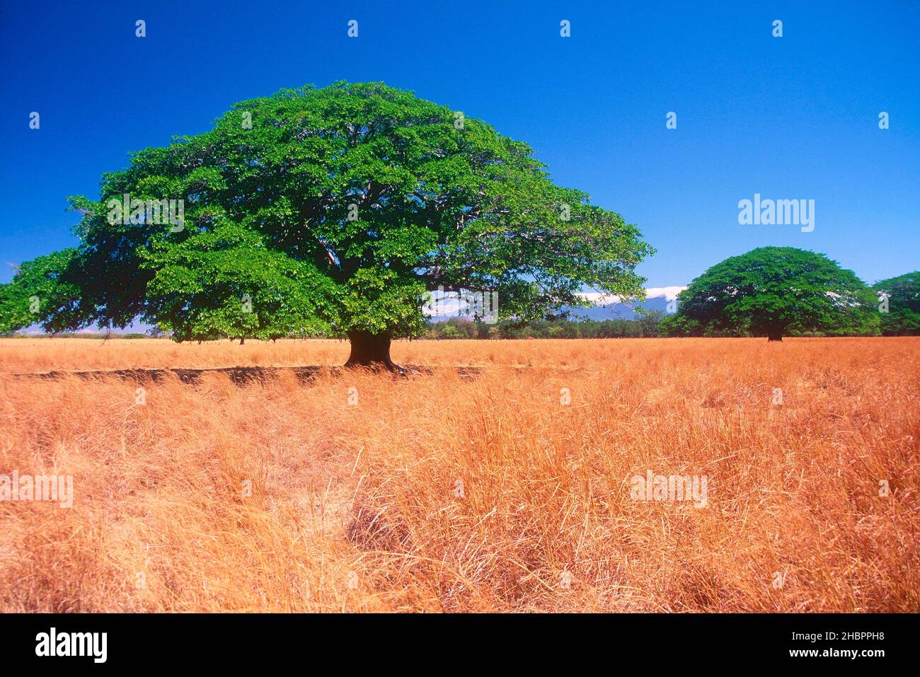 Enterolobium Cyclocarpum Guanacaste Tree Banque d'image et photos - Alamy