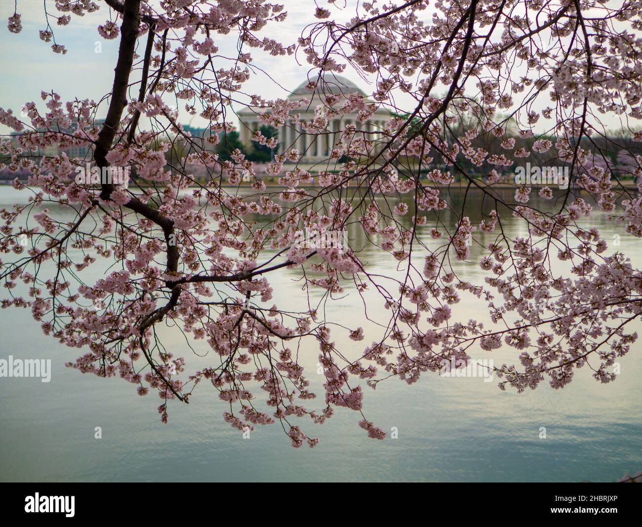 Fleurs de cerisier en dc Banque de photographies et d’images à haute ...