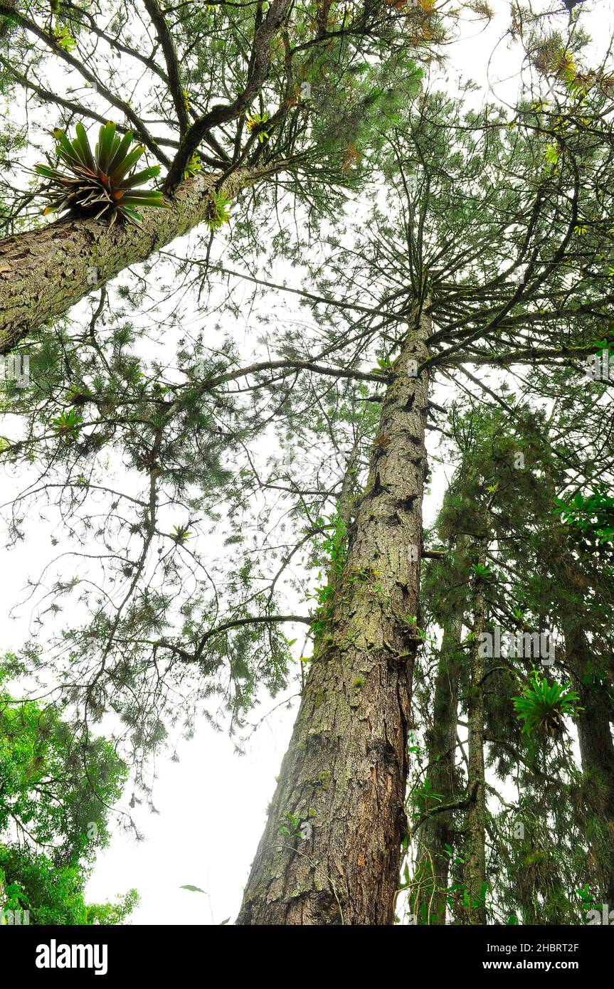 Forêt atlantique Banque de photographies et d’images à haute résolution ...