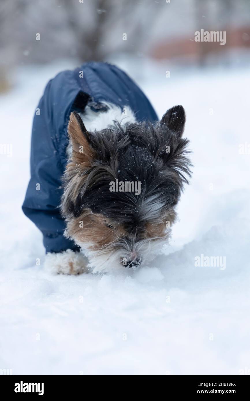 Beaver yorkshire terrier Banque de photographies et d’images à haute ...