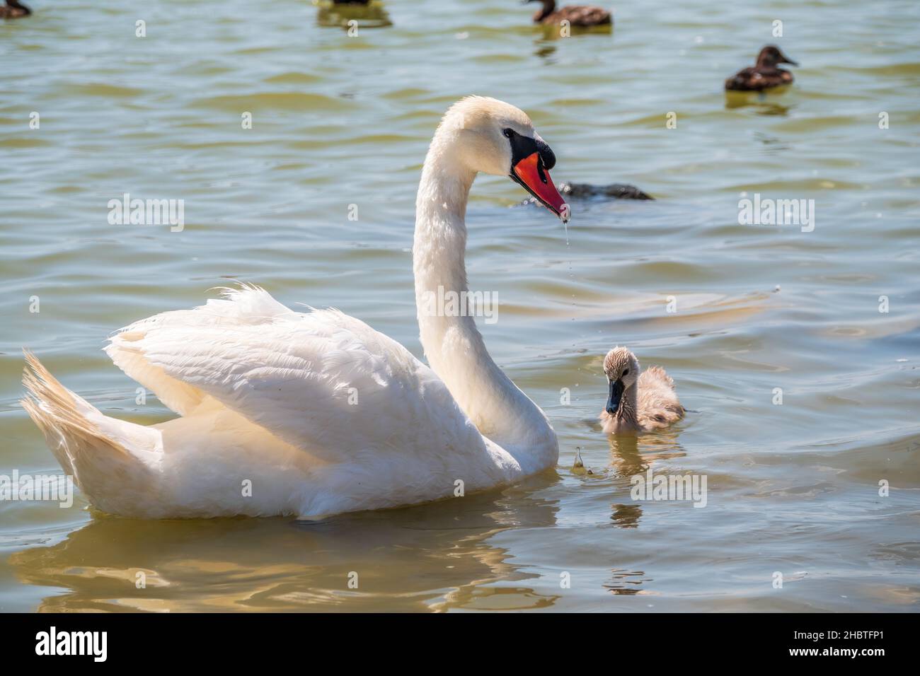 Cygnes muets femelles, Cygnus olor, nageant sur un lac avec ses nouveaux cygnes nains.Cygne ...