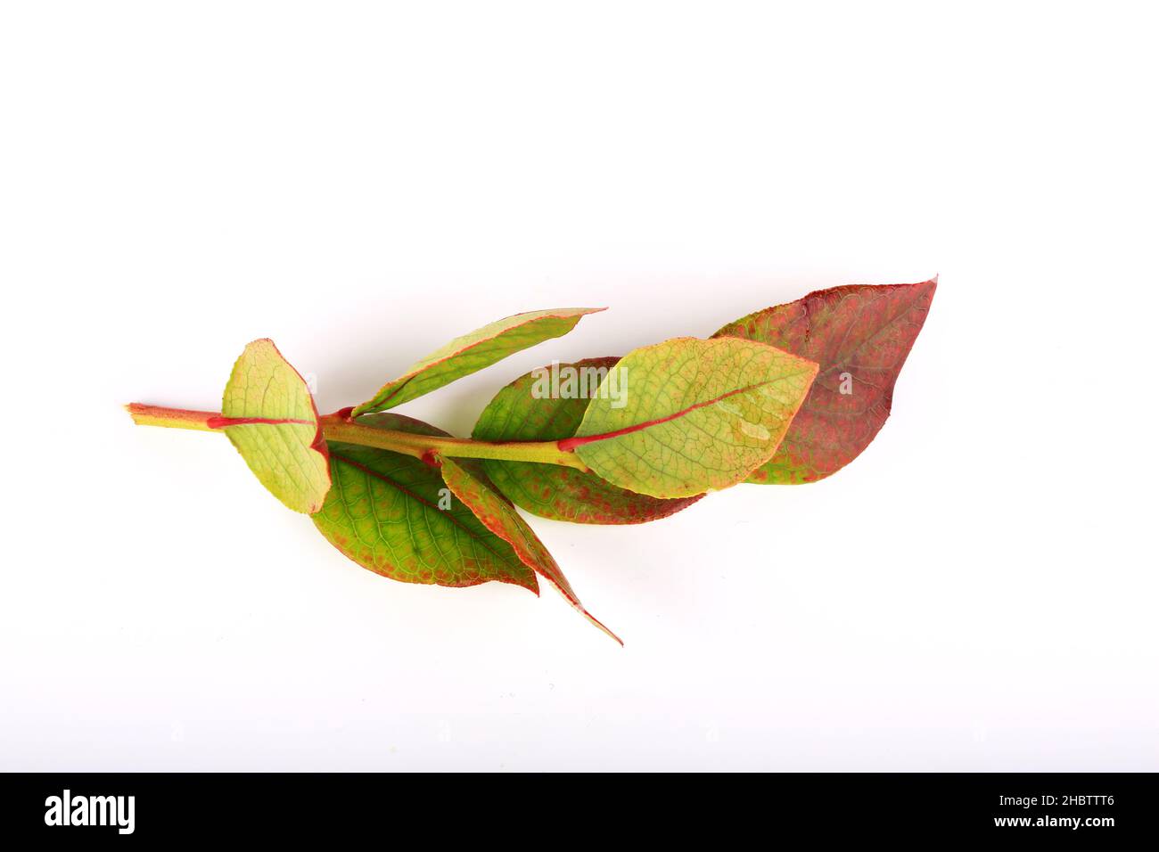 Feuilles de myrtille Banque de photographies et d’images à haute ...