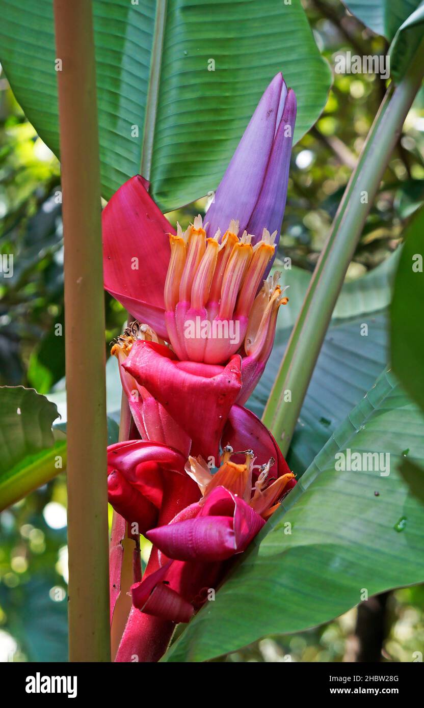 Fleur de bananier en velours rose Banque de photographies et d’images à ...