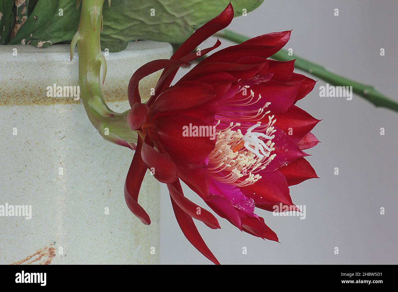 Reine rouge de la fleur de cactus de nuit (Epiphyllum oxypetalum Photo ...