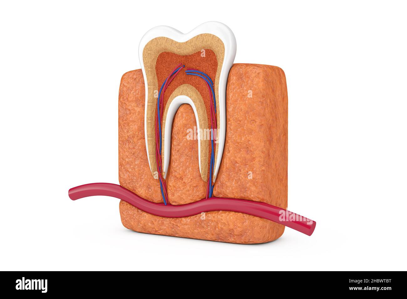 Anatomie et structure de la dent humaine sur fond blanc.3D rendu Photo ...