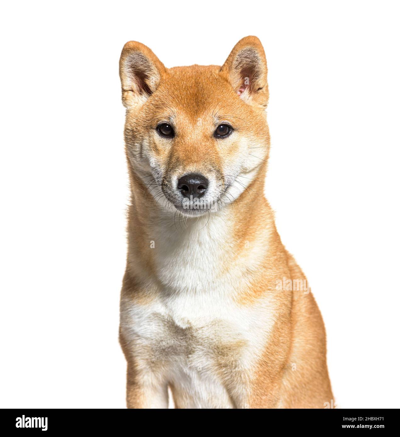 Shiba Inu Face Fond Blanc Banque d'image et photos - Alamy