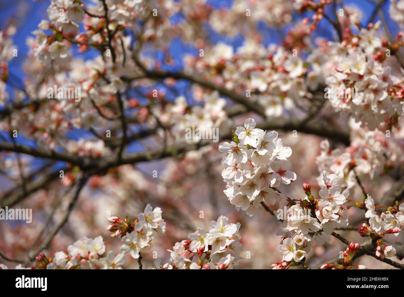 Gros plan de fleurs de cerisier Banque de photographies et d’images à ...
