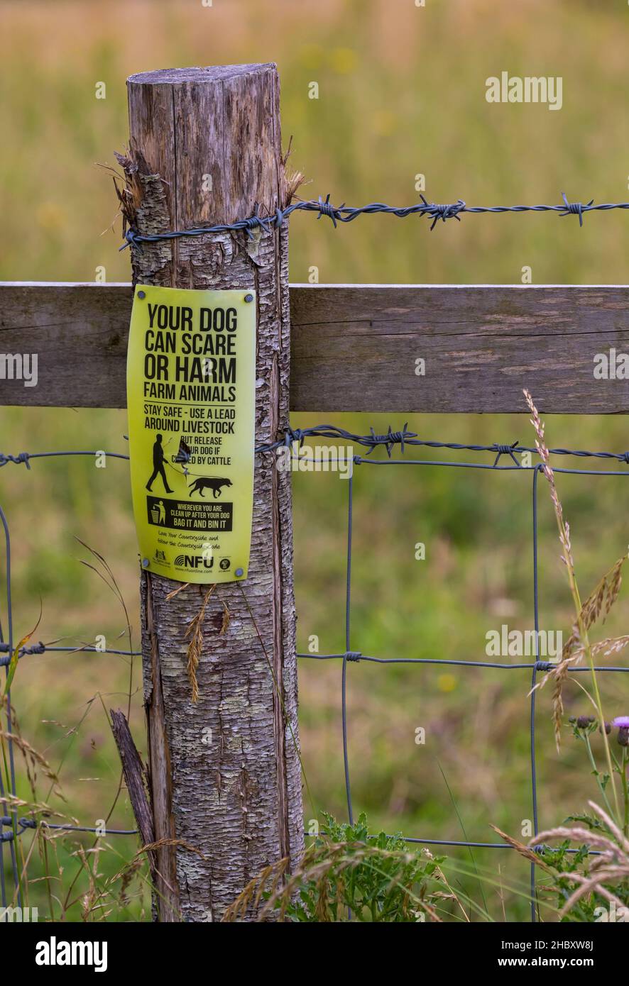 Votre chien peut effrayer ou blesser les animaux de ferme rester en ...