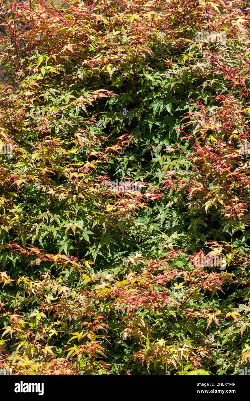 Acer palmatum beni tsukasa Banque de photographies et d’images à haute ...