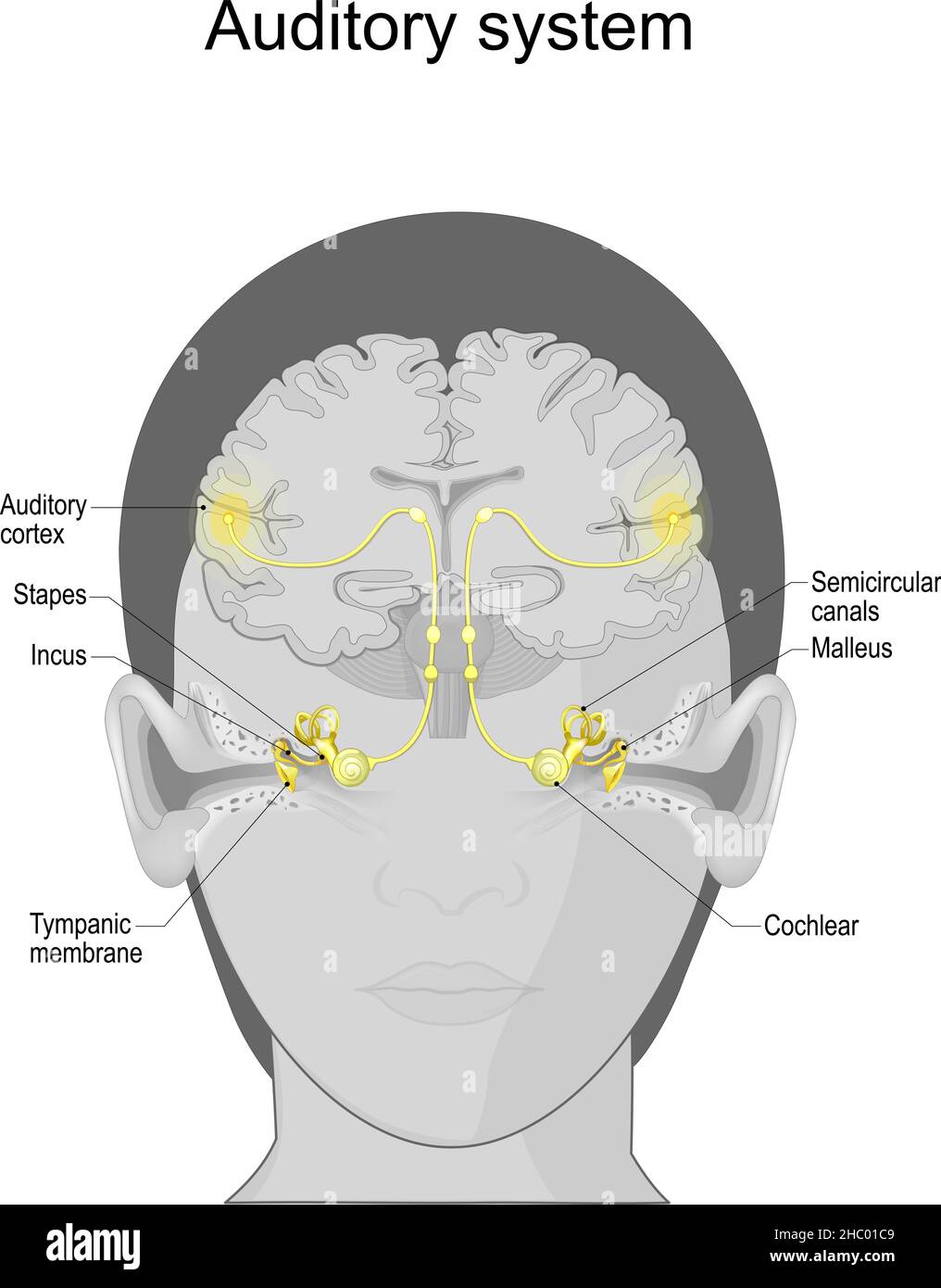 Système auditif de la membrane tympanique et Cochlear dans l'oreille au ...
