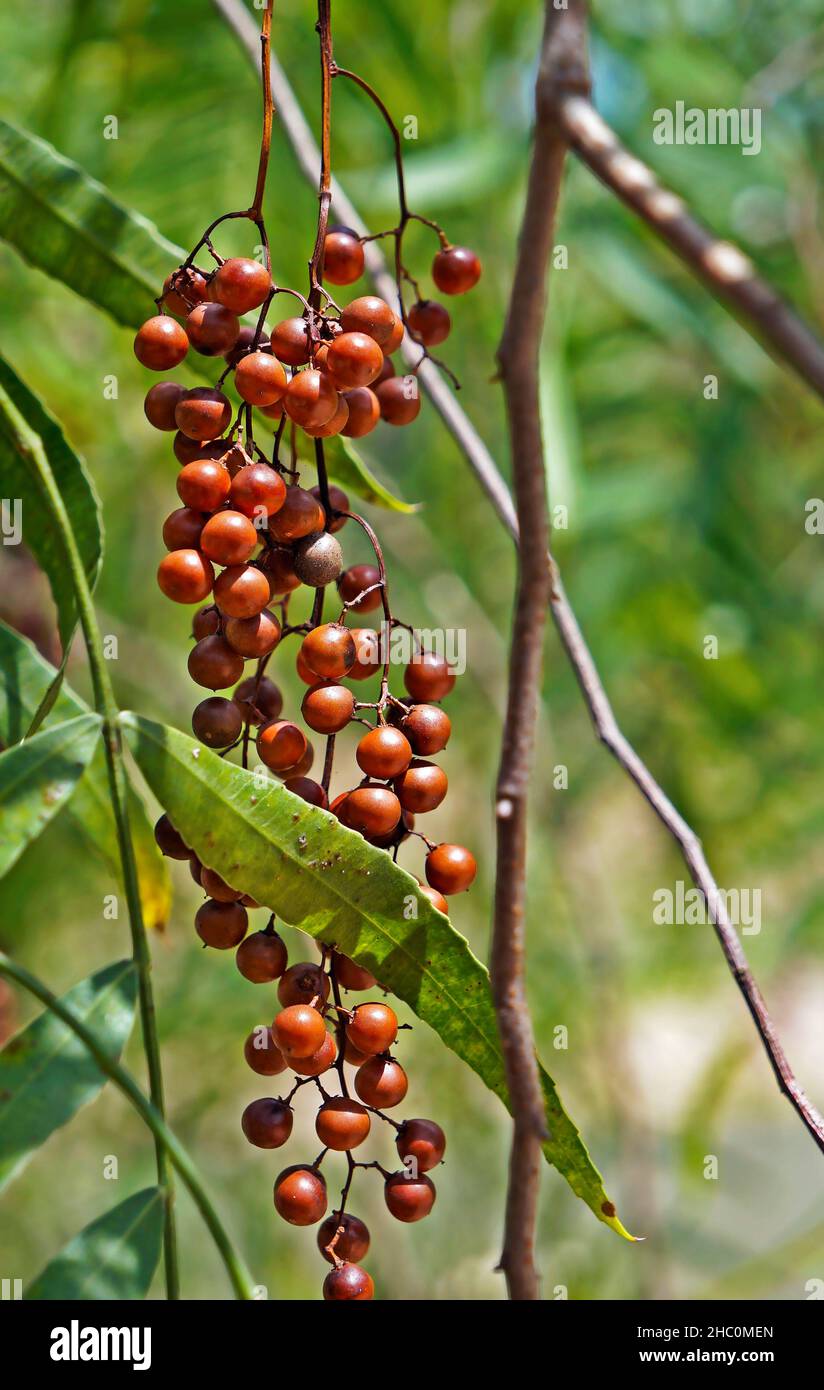 Peppers tree Banque de photographies et d’images à haute résolution - Alamy