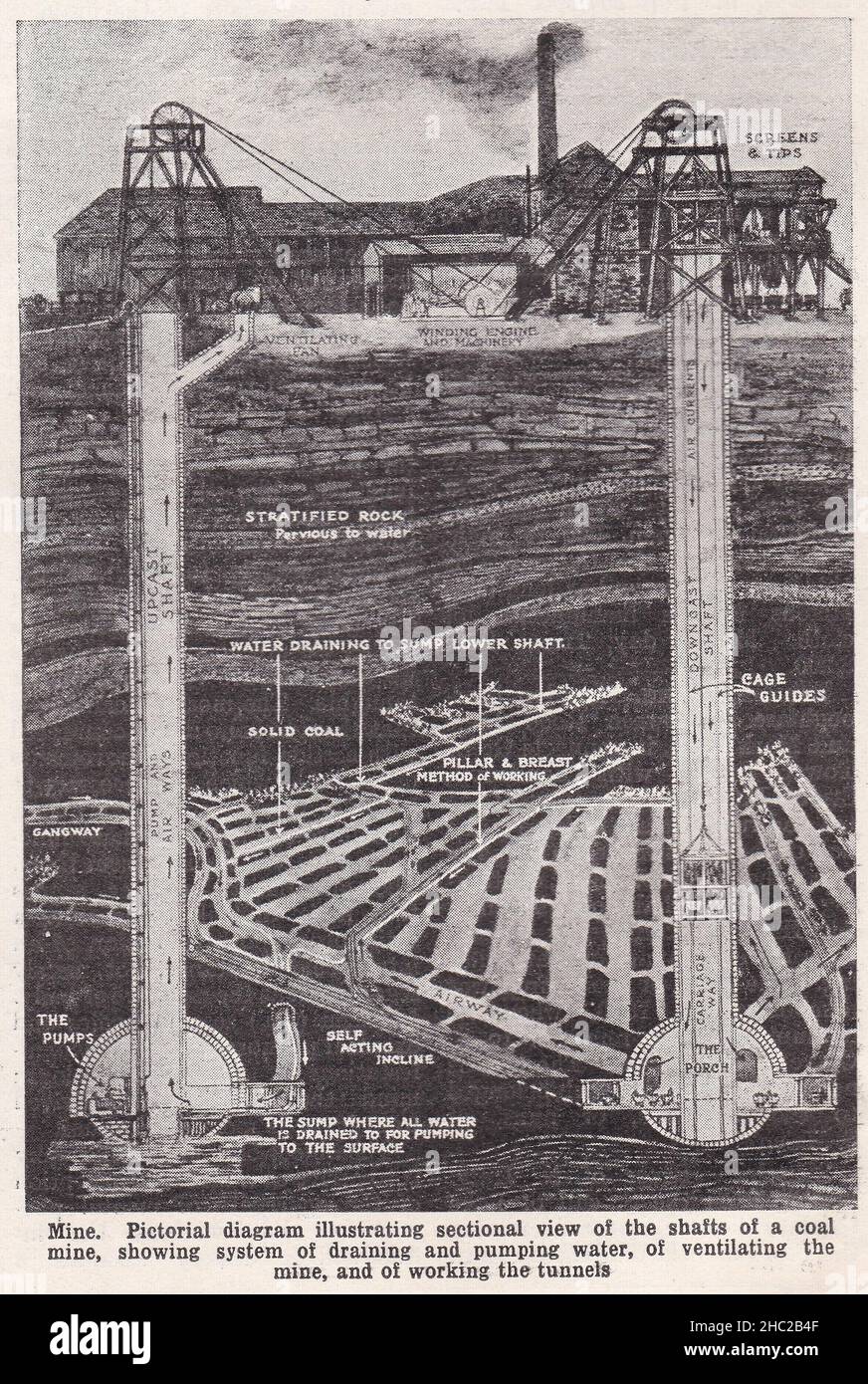 Schéma illustré d'époque illustrant une vue en coupe des arbres d'une ...