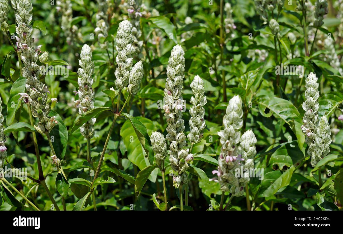 Panache de fleurs Banque de photographies et d’images à haute ...