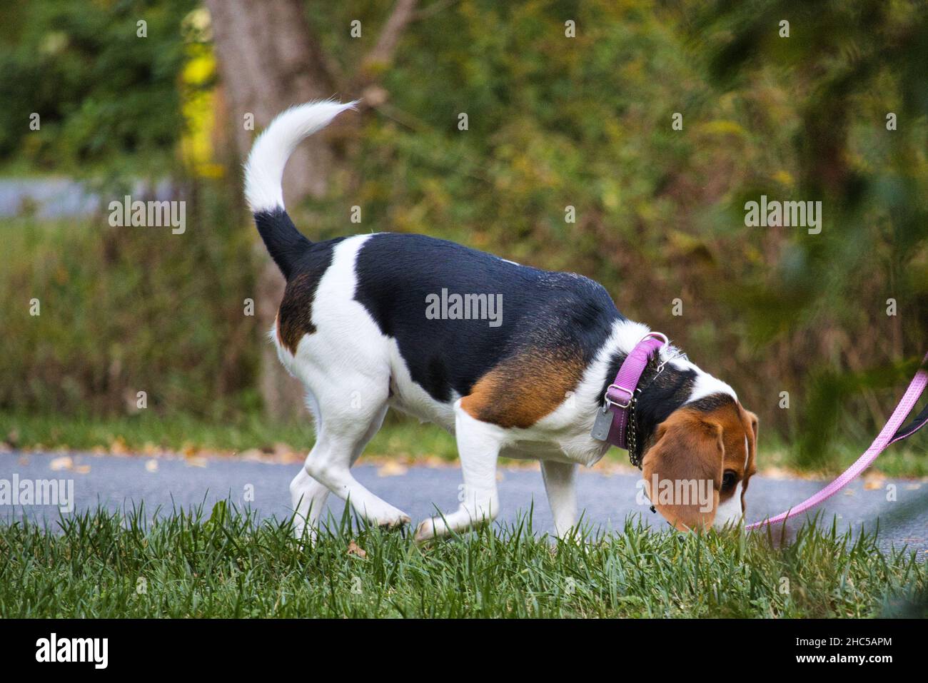 Race de beagles Banque de photographies et d’images à haute résolution ...