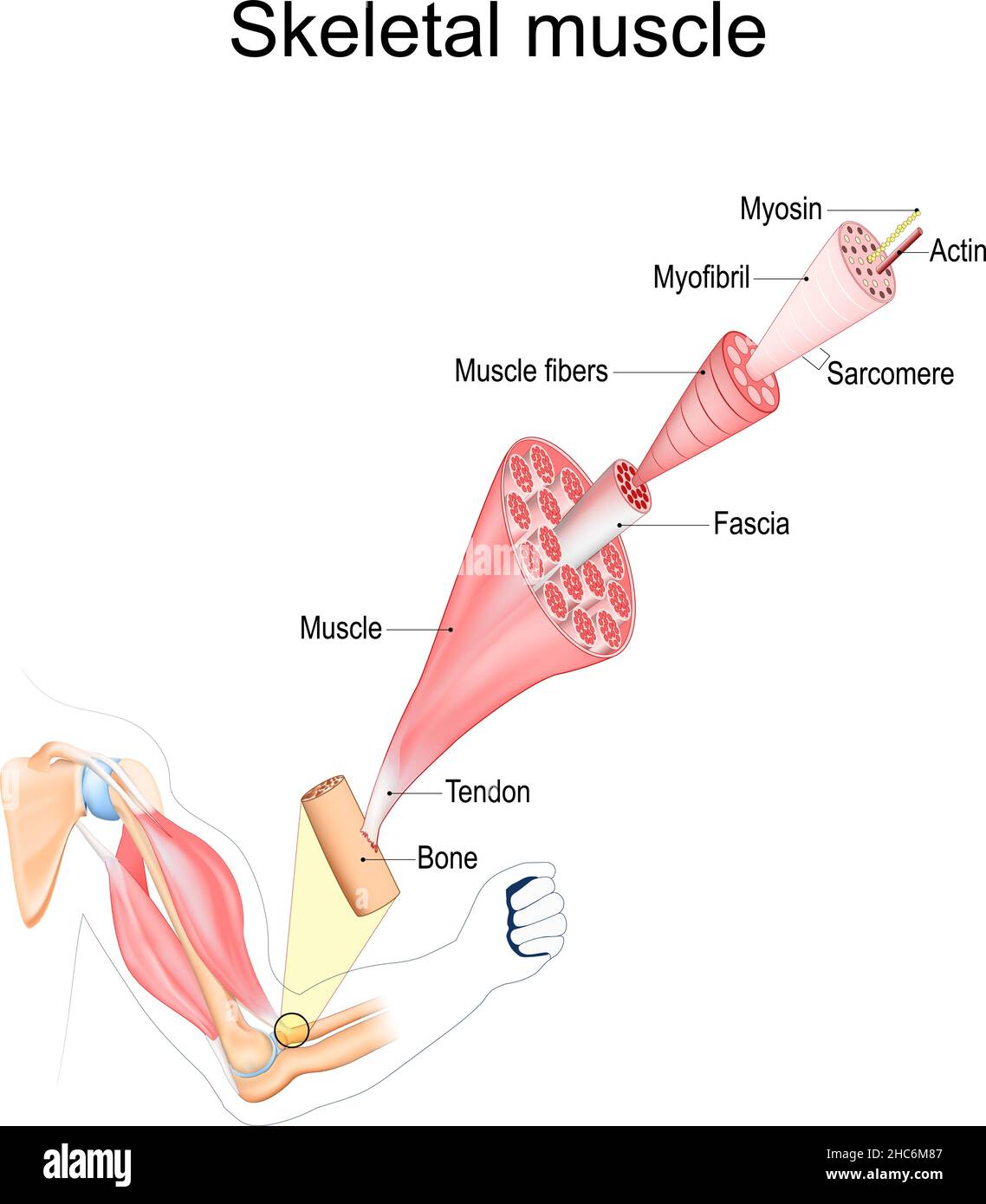 Anatomie Du Muscle Squelettique Structure Des Fibres Musculaires Du Fascia Et Du Tendon à L
