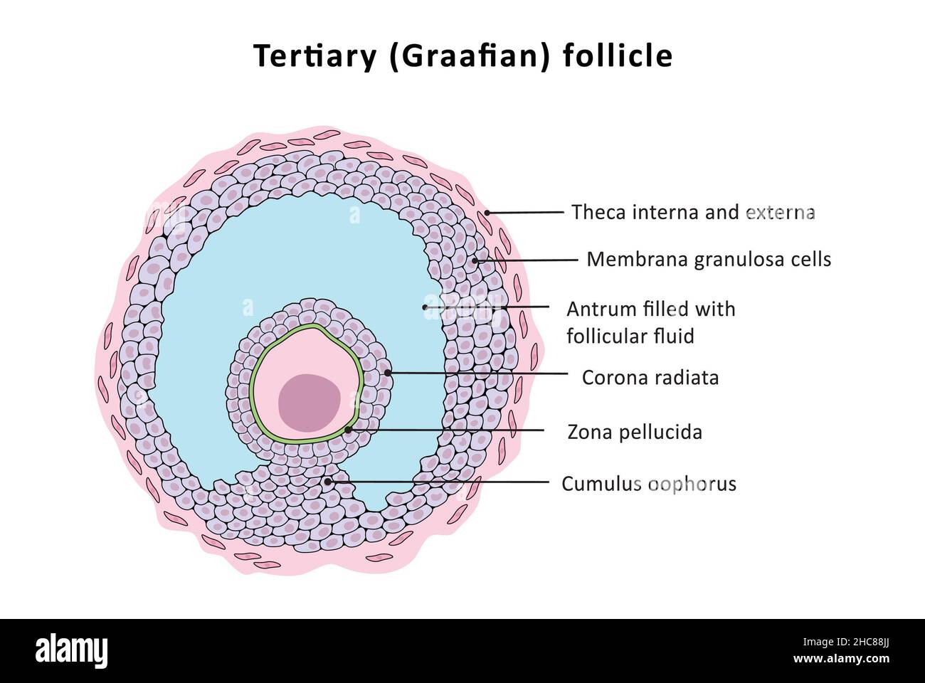 Slide De Foliculo De Graaf