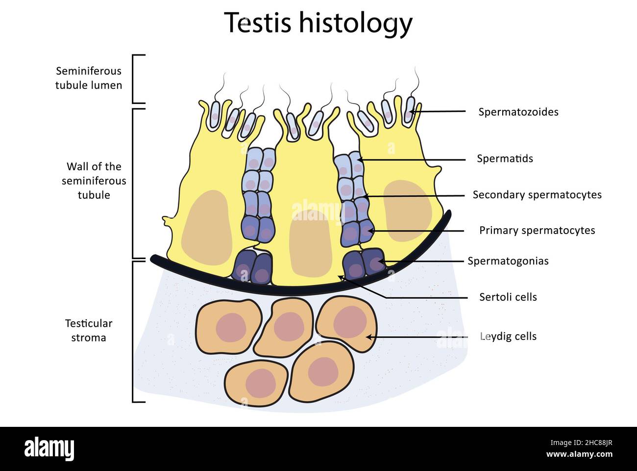 Structure histologique du testicule, anatomie du testicule Photo Stock ...