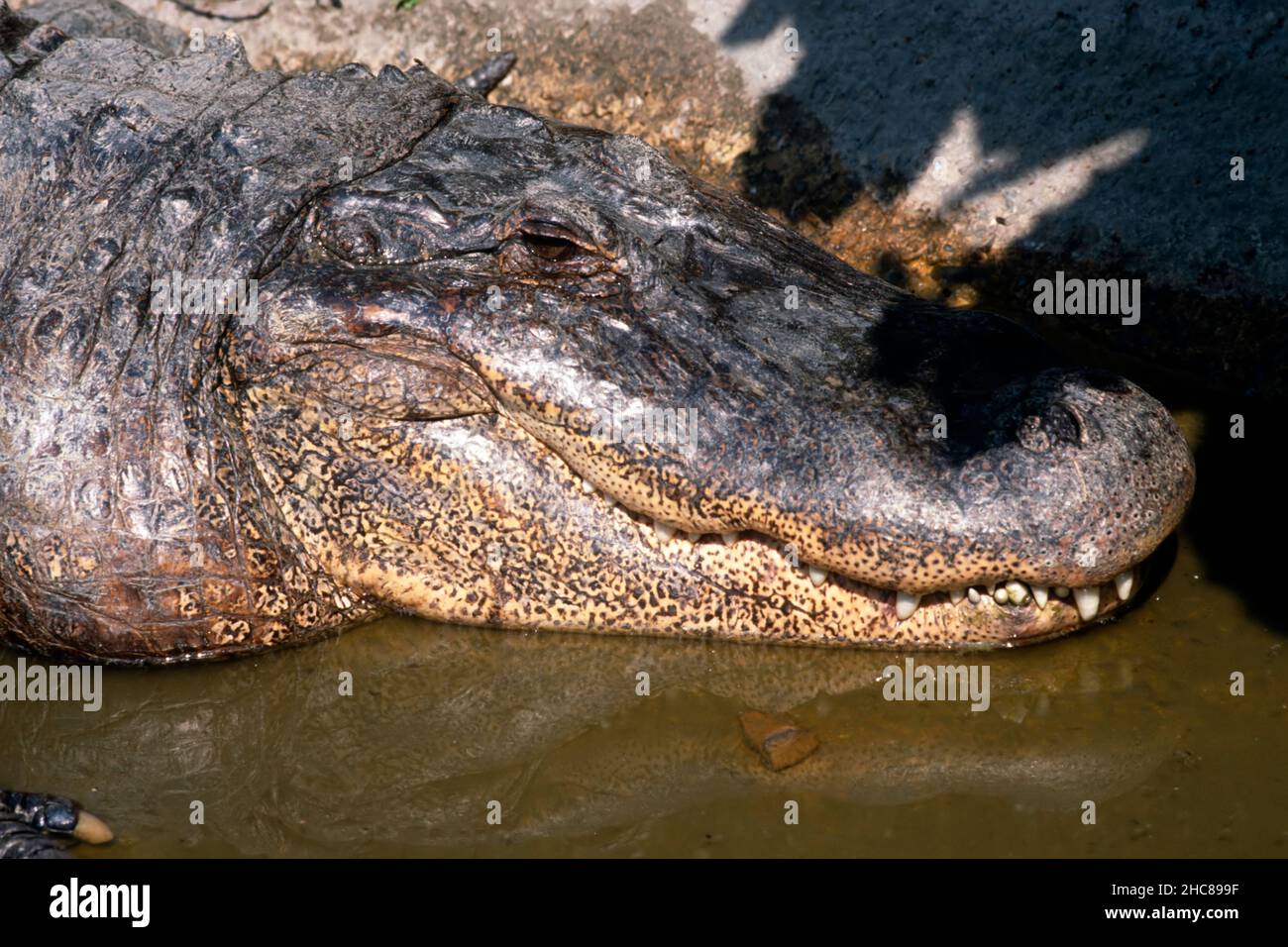 John cheetham Banque de photographies et d’images à haute résolution ...