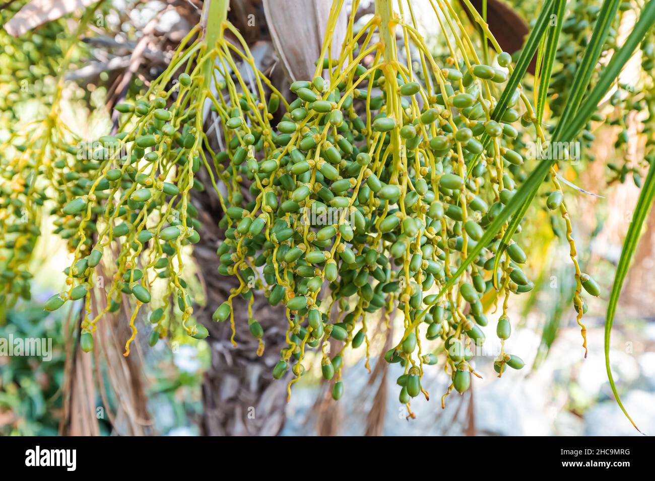 Datier nain Banque de photographies et d’images à haute résolution - Alamy