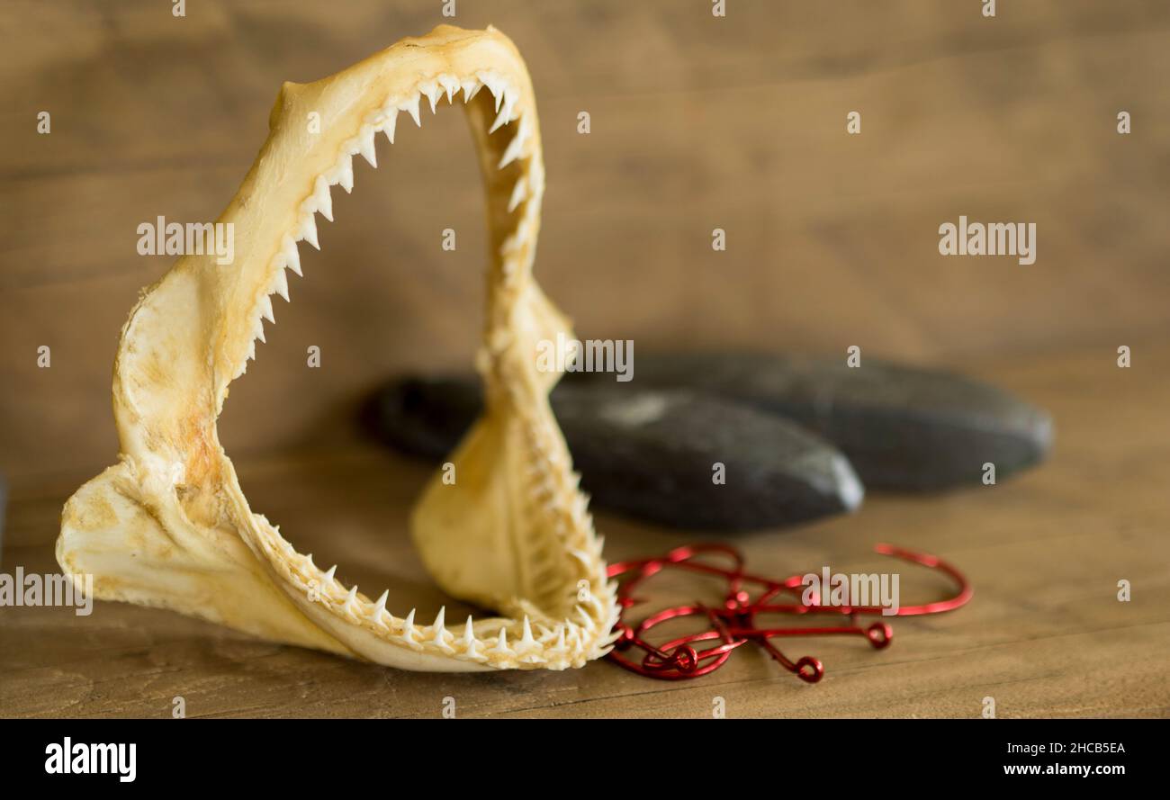Anatomie du requin Banque de photographies et d’images à haute ...