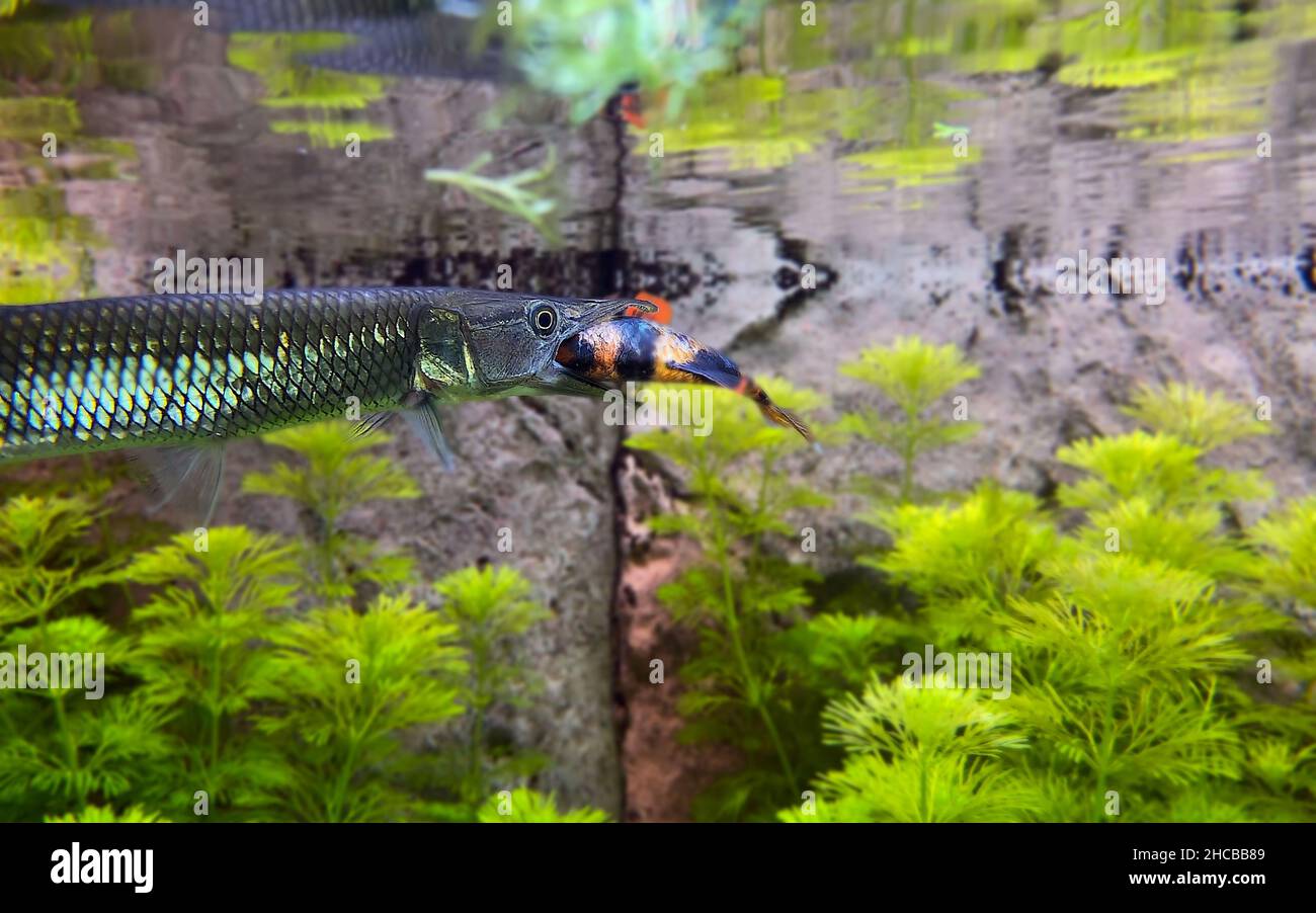 Pike Ctenolucius hujeta chasse les petits poissons.Hujeta Gar le ...