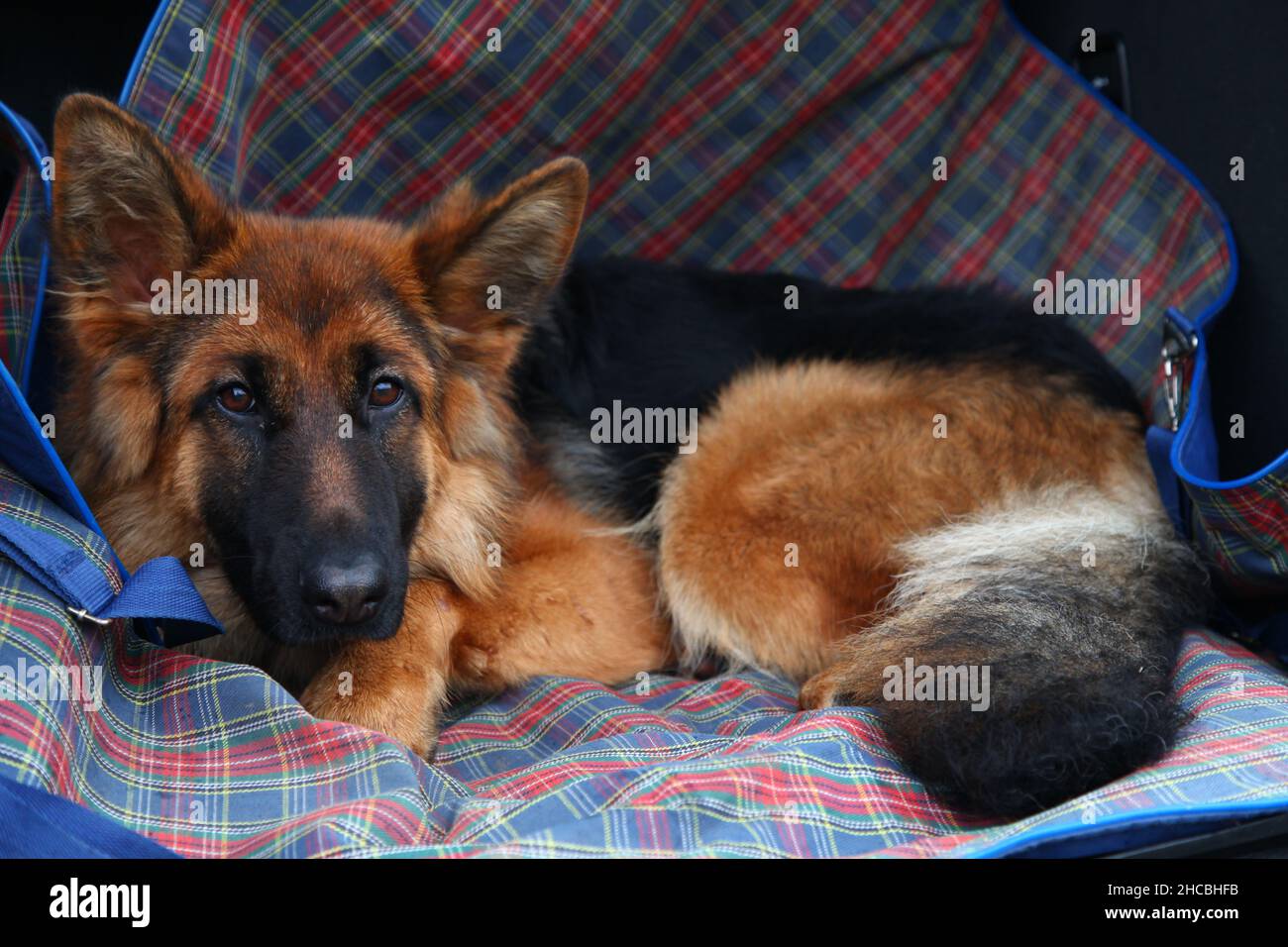 Tronco animal Banque de photographies et d’images à haute résolution ...