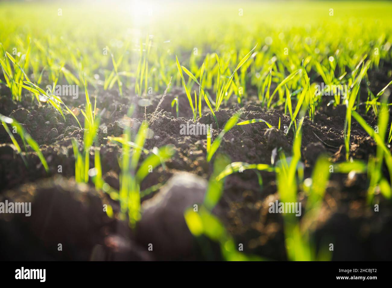 Herbe et sol Banque de photographies et d’images à haute résolution - Alamy