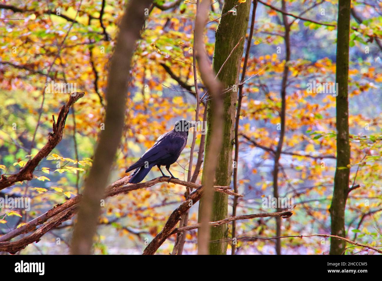 Gros plan d'un corbeau perché sur la branche d'un arbre en automne ...