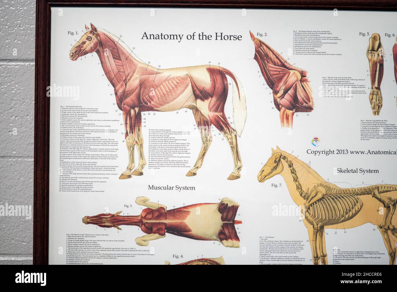 Schéma illustrant l'anatomie du cheval Photo Stock - Alamy