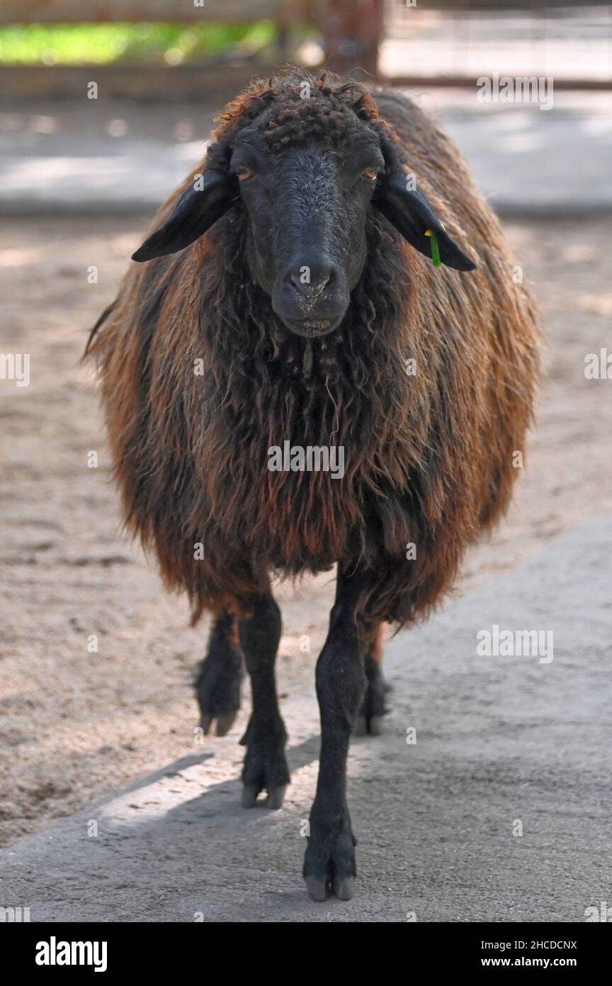 Karakul wool Banque de photographies et d’images à haute résolution - Alamy