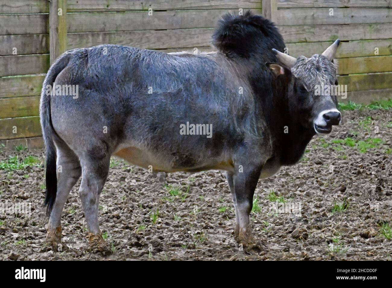 Zebu and buffalo Banque de photographies et d’images à haute résolution ...