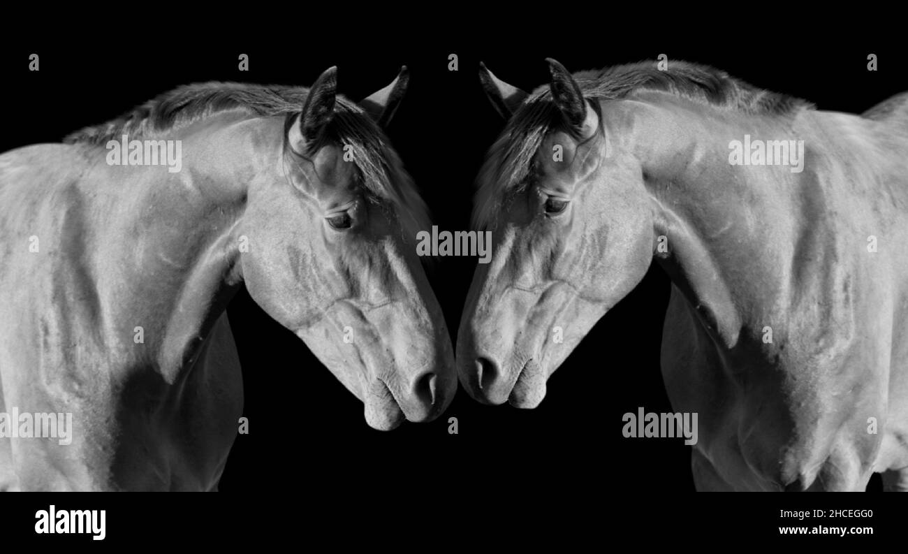 Black horse face closeup Banque de photographies et d’images à haute ...
