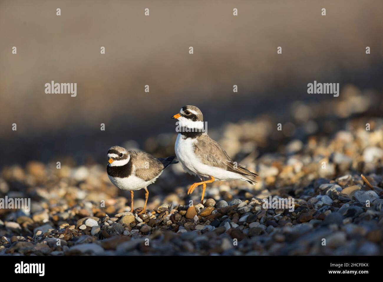 Couple adulte accouplement sur la plage Banque de photographies et d ...