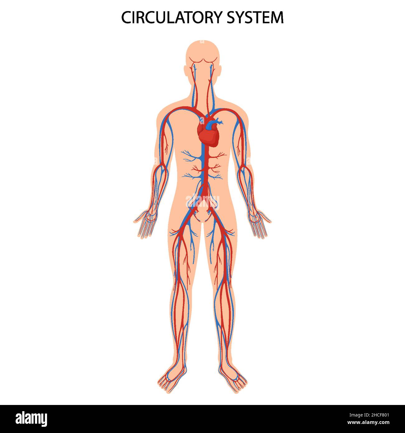 Système circulatoire humain.Anatomie cardiaque, système circulatoire ...