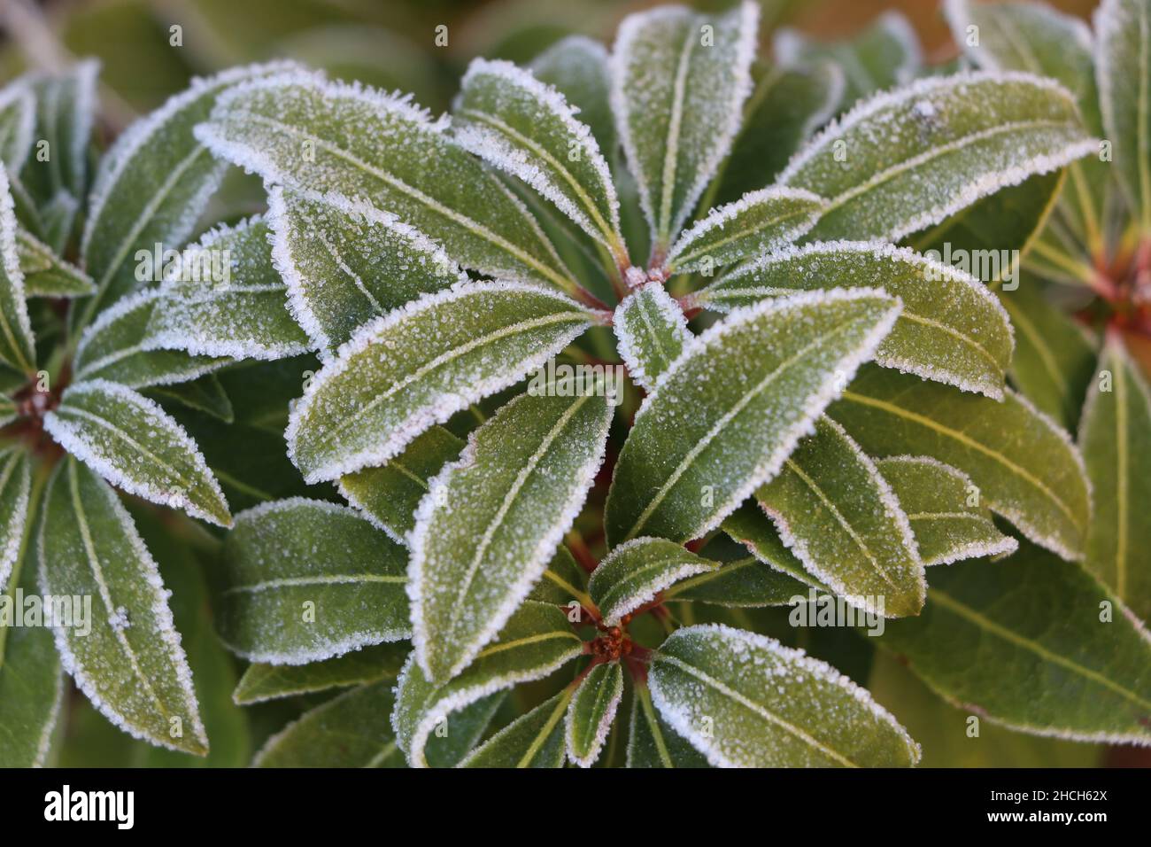 feuilles d'evergreen d'un arbuste andromeda japonais avec gel de houar ...