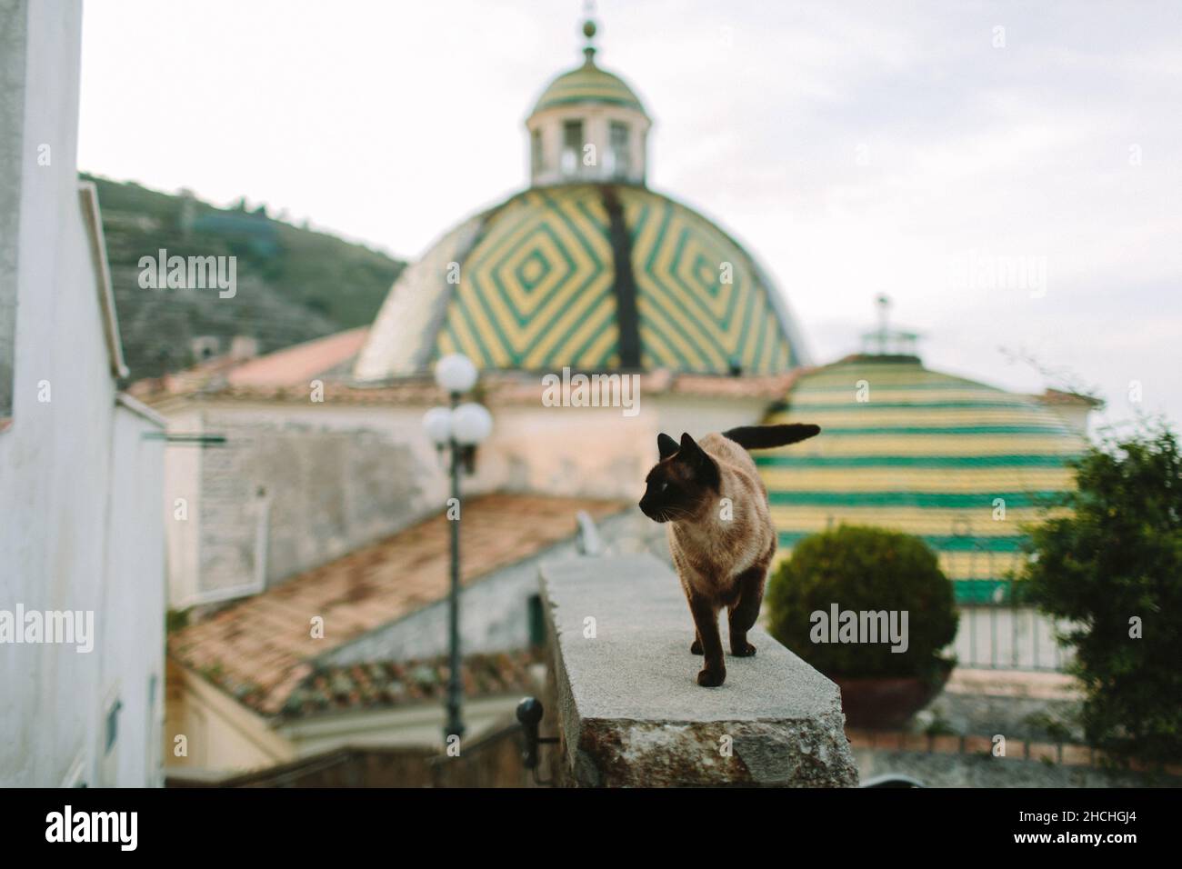 Un chat sur le toit de la maison Banque de photographies et d’images à ...