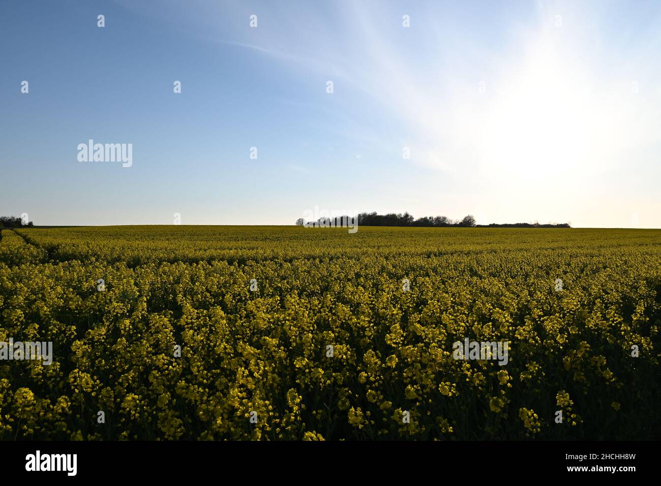 Champ de colza en fleurs jaunes Banque de photographies et d’images à ...