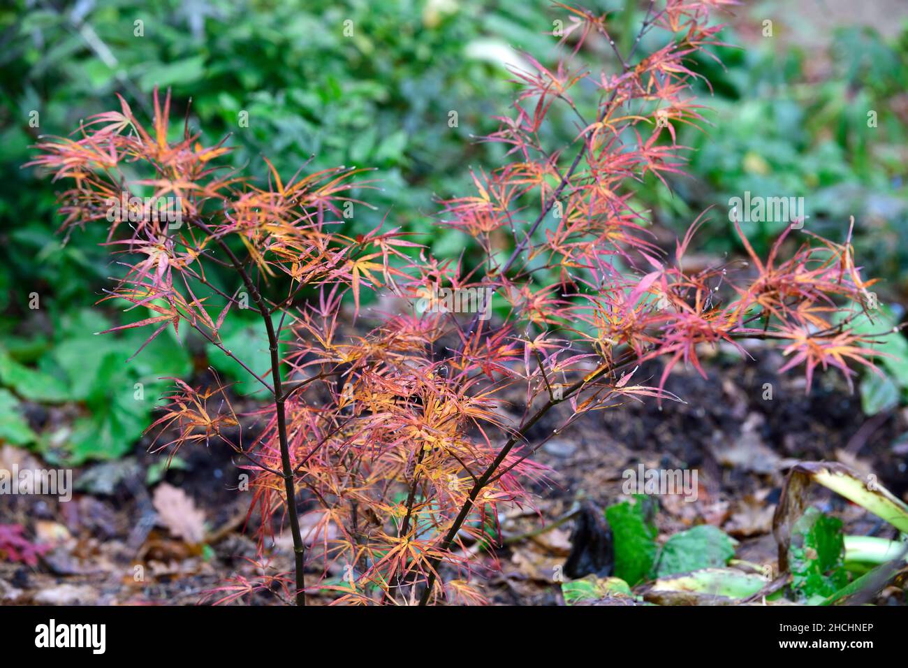 acer palmatum red pygmy,acer palmatum linearilobum red pygmy, feuilles ...