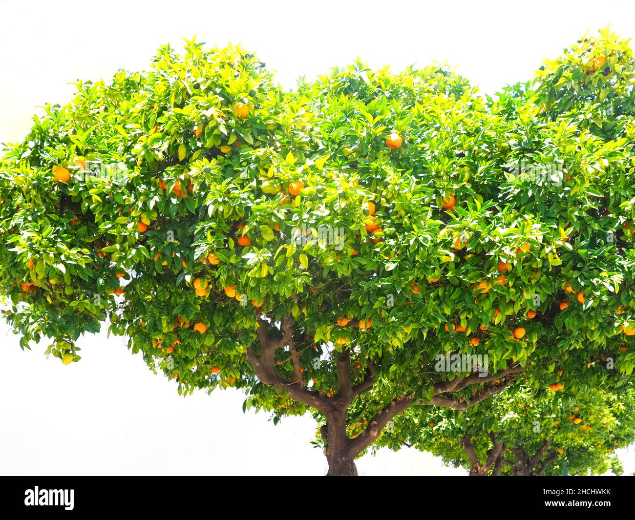 Oranges sur l'arbre Banque de photographies et d’images à haute ...