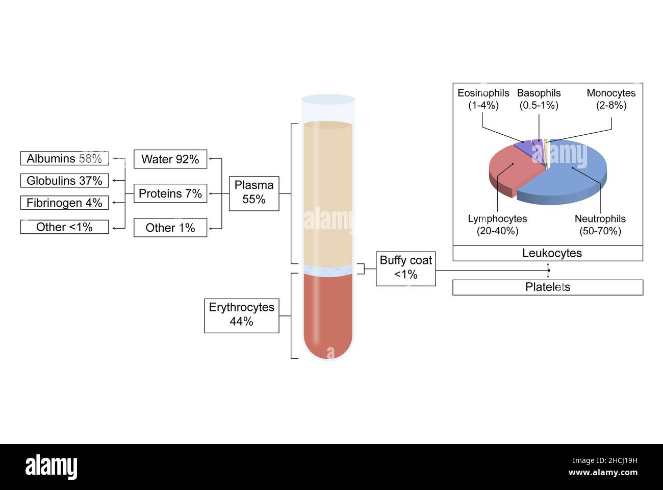 Composition du sang hématocrite Banque de photographies et d’images à ...