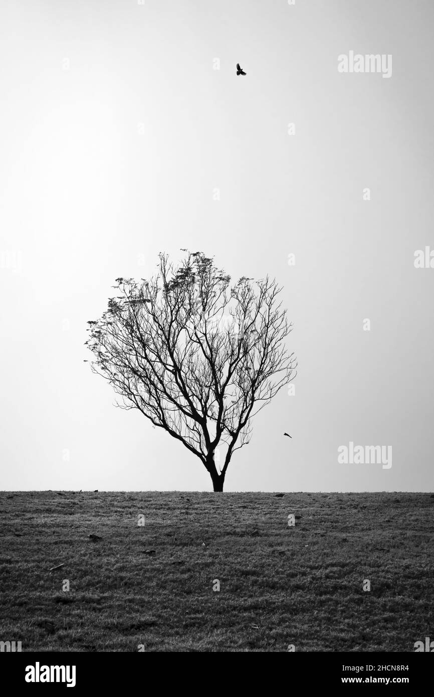 Silhouette d'arbre noir et blanc Banque de photographies et d’images à haute résolution - Alamy